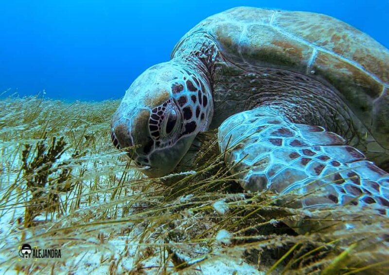 Tulum: Try Scuba Diving Adventure | Cenote + Reef in Tulum - Who Will Love This Tour?