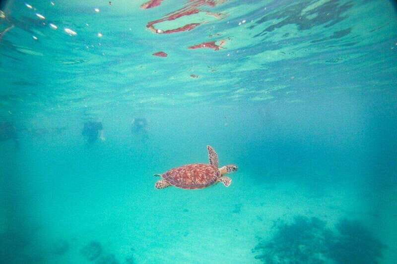 Tulum: Turtle Sighting at Akumal! Undergound Cenote - An In-Depth Look at the Experience