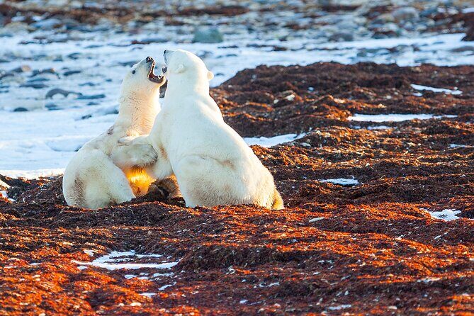 Tundra Buggy Autumn Day Tours - Practical Details You Should Know  