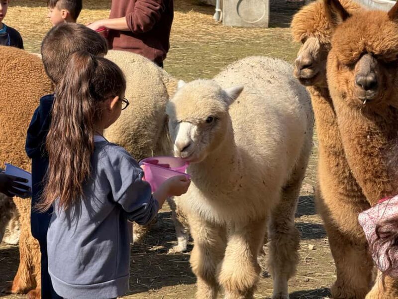 Turin: Meet the Monviso Alpacas at the Educational Farm with a Guide - Introduction