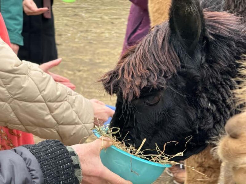 Turin: Meet the Monviso Alpacas at the Educational Farm with a Guide - Practical Details and Tips