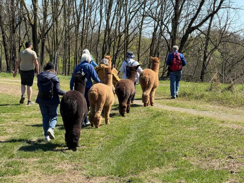 Turin: Walk with Monviso Alpacas in a green city park - Key Points