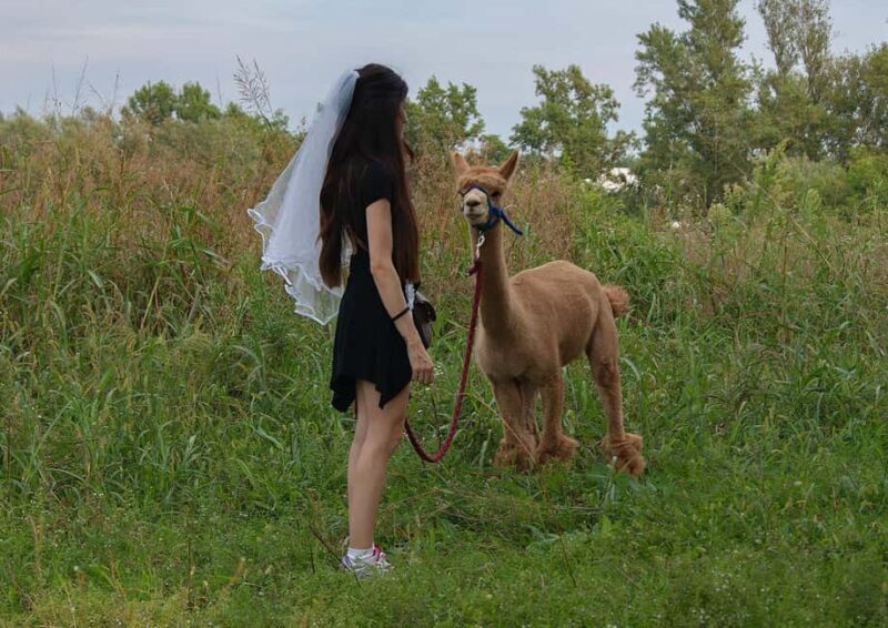 Turin: Walk with Monviso Alpacas in a green city park - Who Will Love This Tour?