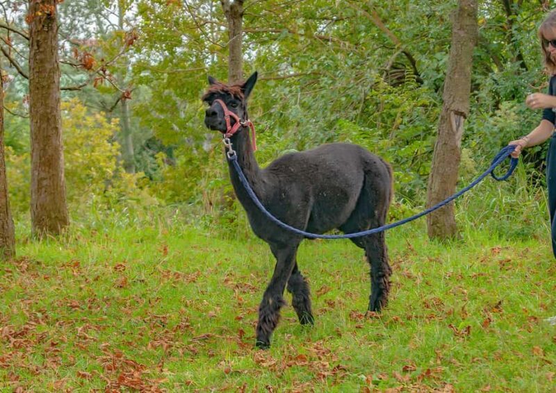 Turin: Walk with Monviso Alpacas in a green city park - FAQs