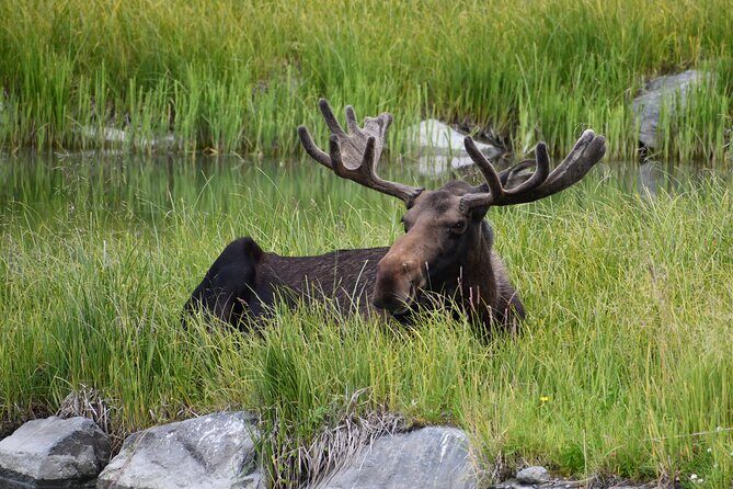 Turnagain Arm Sightseeing Experience and Wildlife Tour - FAQs