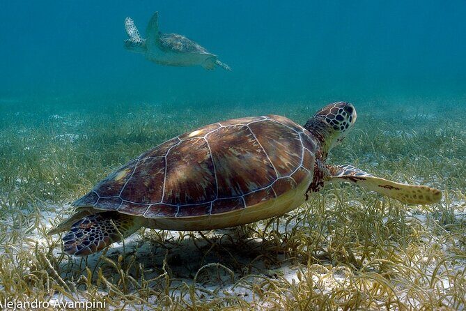 Turtle Adventure Express - Key Points