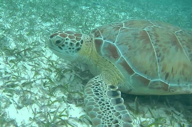 Turtle Adventure Express - Exploring the Itinerary in Detail