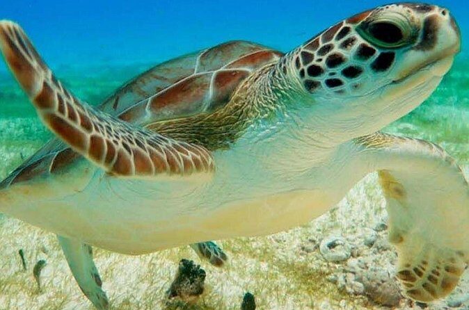 Turtle Adventure Express - The Sum Up: Who Will Love the Turtle Adventure Express?