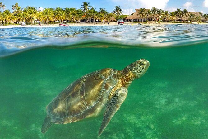 Turtle Akumal Adventure! + Tulum Ruins From Cancun & Playa Del Carmen - Value and Practicality