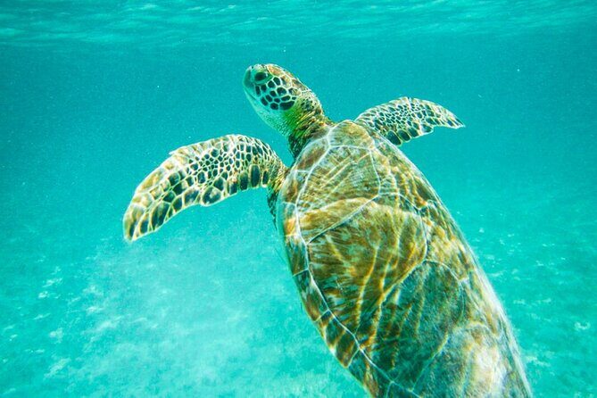 Turtle Akumal Adventure! + Tulum Ruins From Cancun & Playa Del Carmen - The Sum Up