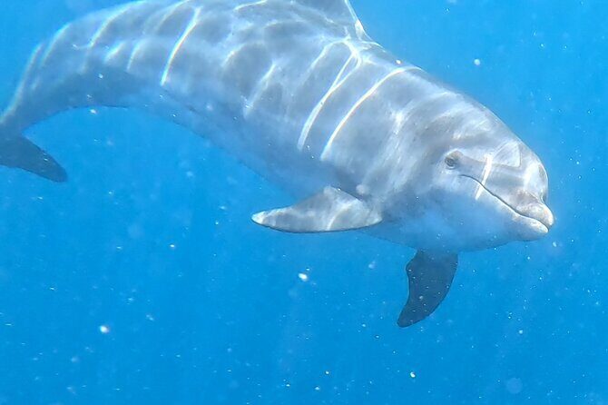 Turtle and Dolphin Watching Kayaking and Snorkeling Tour - The Route: From Kayaking to Encountering the Marine Life