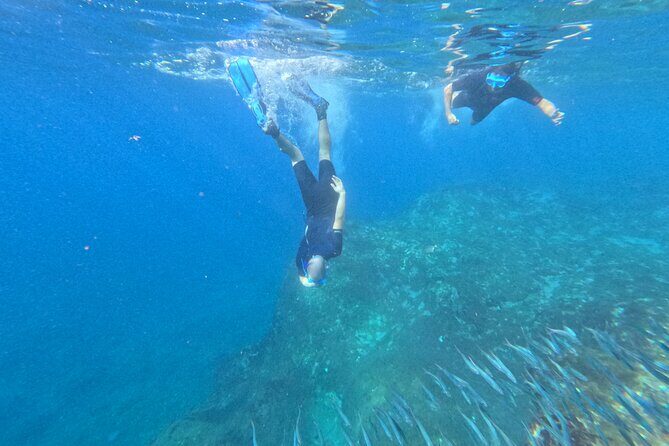 Turtle and Dolphin Watching Kayaking and Snorkeling Tour - Practical Details and Considerations