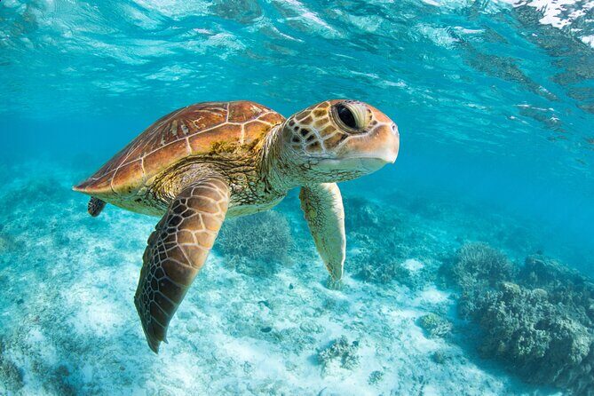 Turtle and Reef Sanctuary Snorkeling - Analyzing the Cost and Value