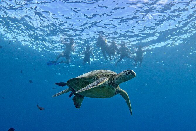 Turtle Canyon Snorkel Adventure in Waikiki - An In-Depth Look at the Tour Experience