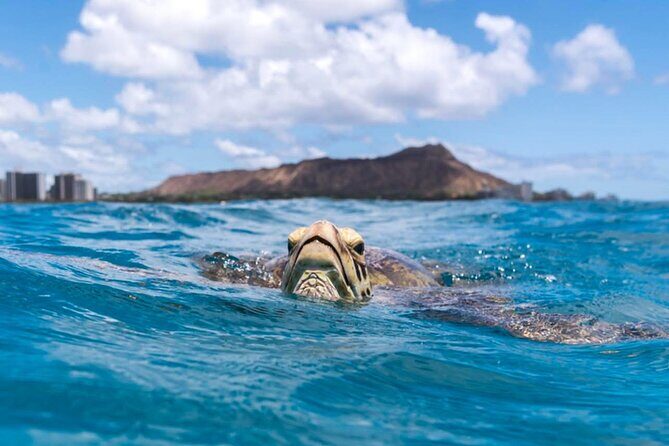 Turtle Canyon Snorkel Adventure - Small Group 6 Passengers - Considerations & Tips