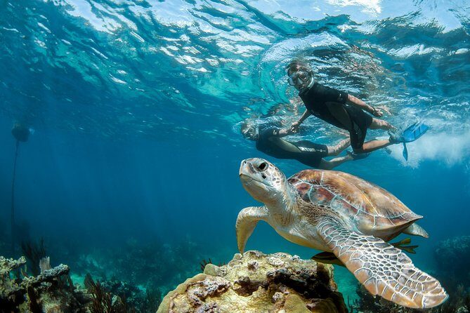Turtle Encounter Private Tour  Swim with Sea Turtles & Cenote - An In-Depth Look at the Tour Experience
