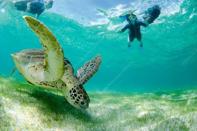 Turtle Encounter Private Tour  Swim with Sea Turtles & Cenote - Who Is This Tour Best For?
