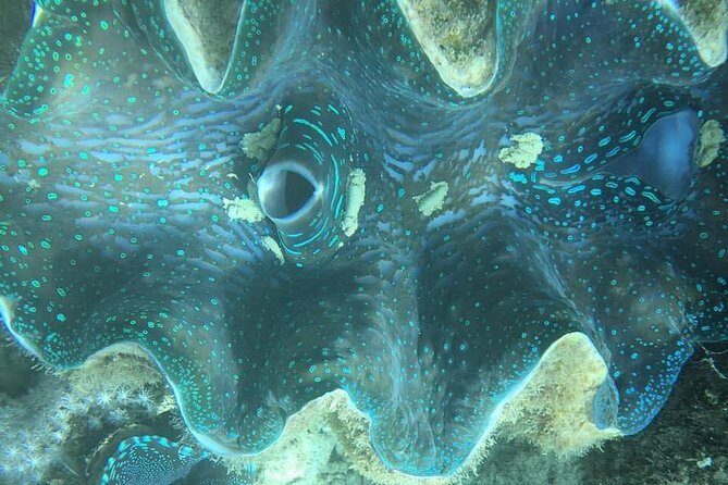 Turtle Encounter with Yumi Tours - Things to Keep in Mind