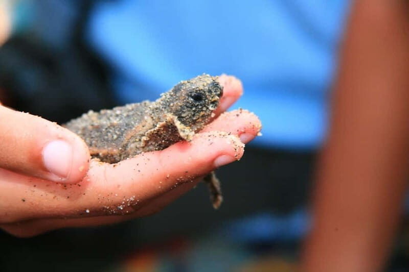 *Turtle Hatching + 3 Palos Lagoon Boat Ride & Crocs Farm - Key Points