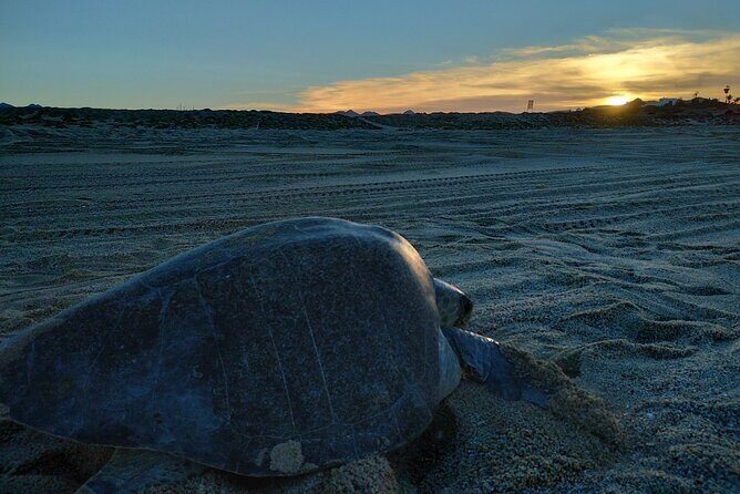 Turtle Night Patrol a Conservation Adventure in Los Cabos - Turtle Night Patrol: A Conservation Adventure in Los Cabos
