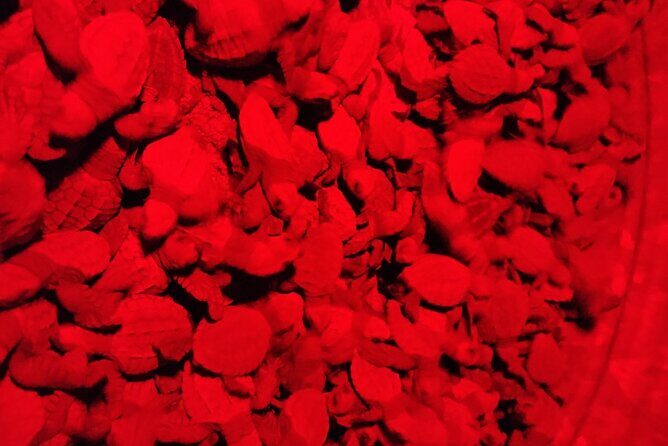 Turtle Night Patrol a Conservation Adventure in Los Cabos - FAQ