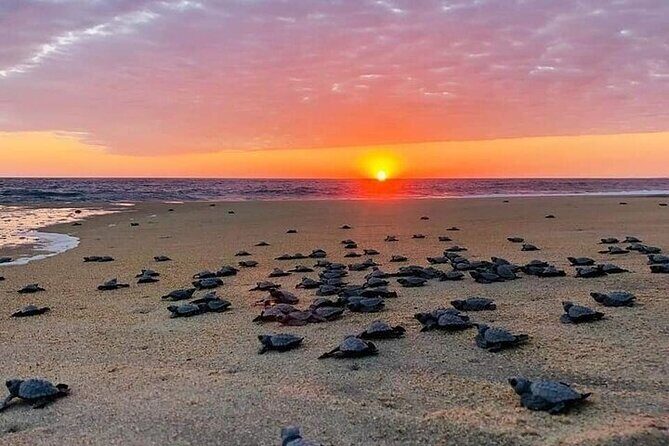 Turtle Release and Bioluminescence - Introduction