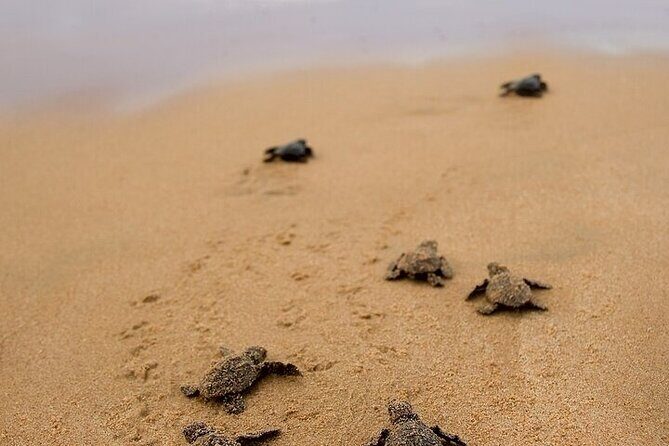 Turtle Release and Bioluminescence - Key Points