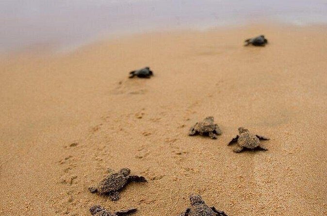 Turtle Release and Bioluminescence - Pricing and Value