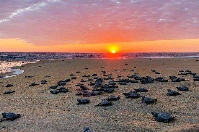 Turtle Release and Bioluminescence - The Sum Up