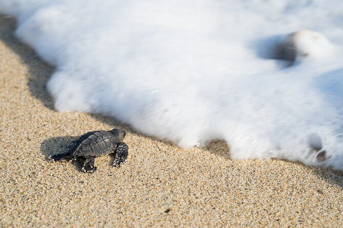 Turtle Release Escobilla Sanctuary and crocs in Ventanilla. - Turtle Release Escobilla Sanctuary and Crocs in Ventanilla: Honest Review of a Nature Lover’s Dream