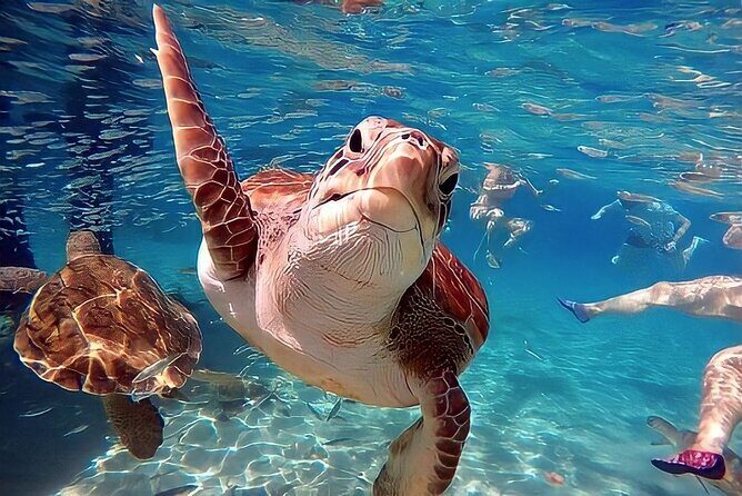 Turtle Sightseeing at Akumal & Underground Caves Tour - Exploring the Itinerary in Detail