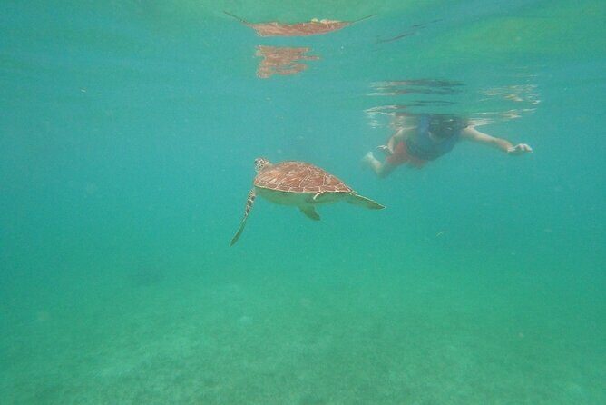 Turtle Snorkeling in Akumal - The Overview: What You Can Expect from the Tour