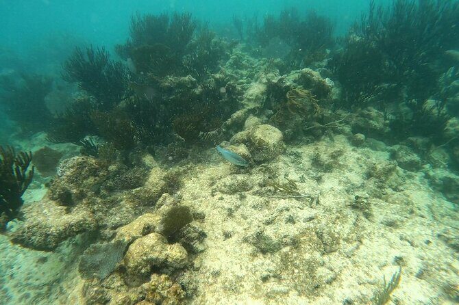 Turtle Snorkeling in Akumal - What the Reviews Say (and What You Should Know)