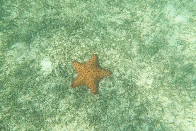 Turtle Snorkeling in Akumal - Who Is This Tour Best For?