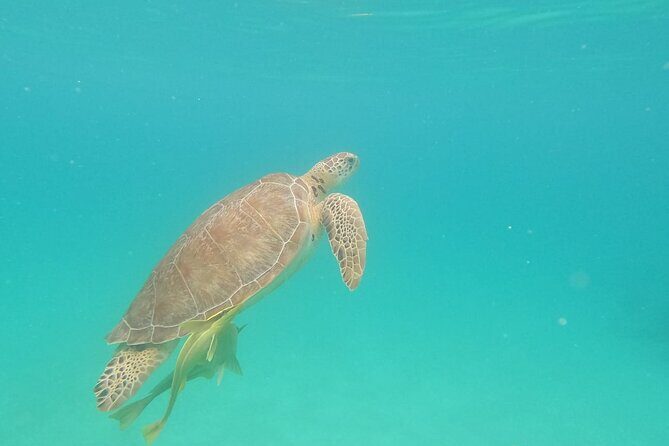Turtle Snorkeling in Akumal - The Sum Up