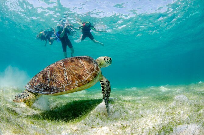 Turtle Snorkeling Private Tour  Sea Turtles & Cenote in Tulum - A Deep Dive into the Experience