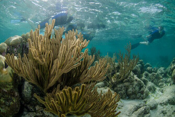 Turtle Snorkeling Private Tour  Sea Turtles & Cenote in Tulum - Final Thoughts