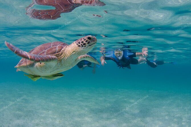 Turtle Snorkeling Private Tour  Sea Turtles & Cenote in Tulum - FAQs