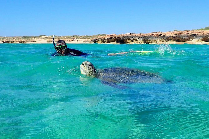Turtle Tour - Ningaloo Reef Half Day Sea Kayak and Snorkel Tour - A Closer Look at the Tour Itinerary and Experience