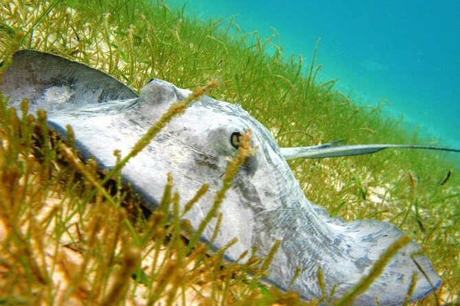 Turtles and Cenote from Cancun - Introduction: What You Can Expect from the Turtles and Cenote Tour