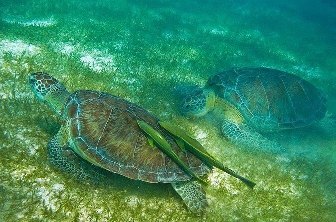 Turtles and Cenote from Cancun - Practical Tips for Travelers