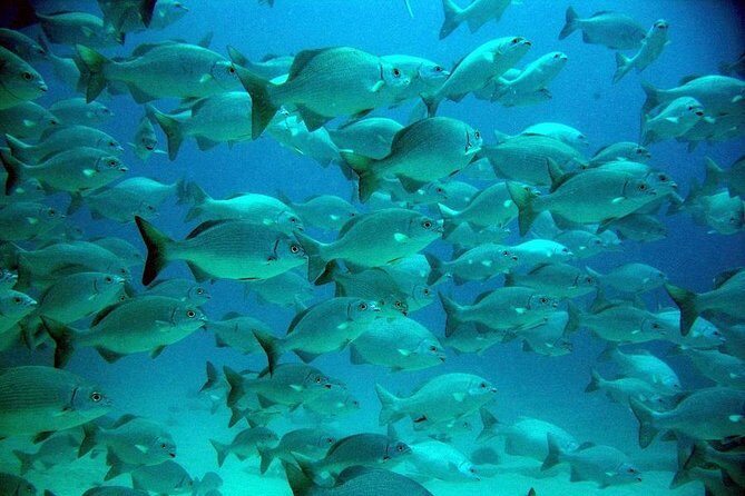 Turtles and Cenote from Riviera Maya - A Deep Dive into the Tour Experience