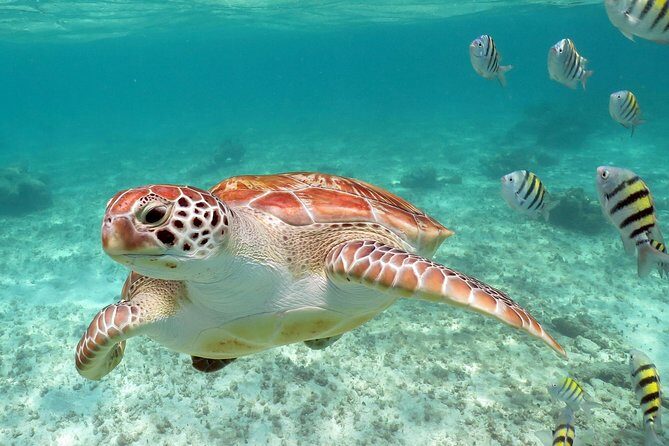 Turtles and Cenote snorkeling activity from Riviera Maya - Deep Dive Into the Itinerary
