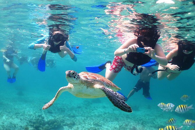 Turtles and Cenote snorkeling activity from Riviera Maya - FAQ