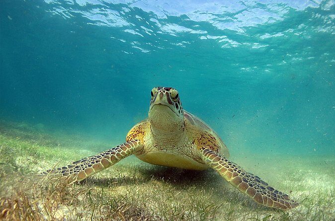 Turtles and Cenote Snorkeling Activity from Tulum - FAQ