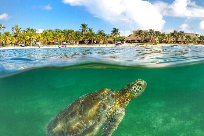 Turtles & Tulum Ruins! Round Transportation from Tulum City - Final Thoughts
