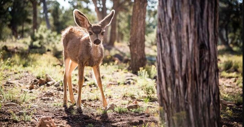 Tusayan: Grand Canyon National Park Off Road Journey - Practical Considerations & What to Bring