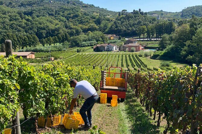 Tuscan Wine Tour in Pisa by van - Final Thoughts