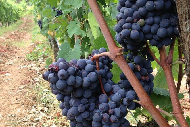 Tuscany Wine Tour: 2 Wineries & San Gimignano from Rome - First Stop: Ulignano — A Family-Owned Chianti Winery