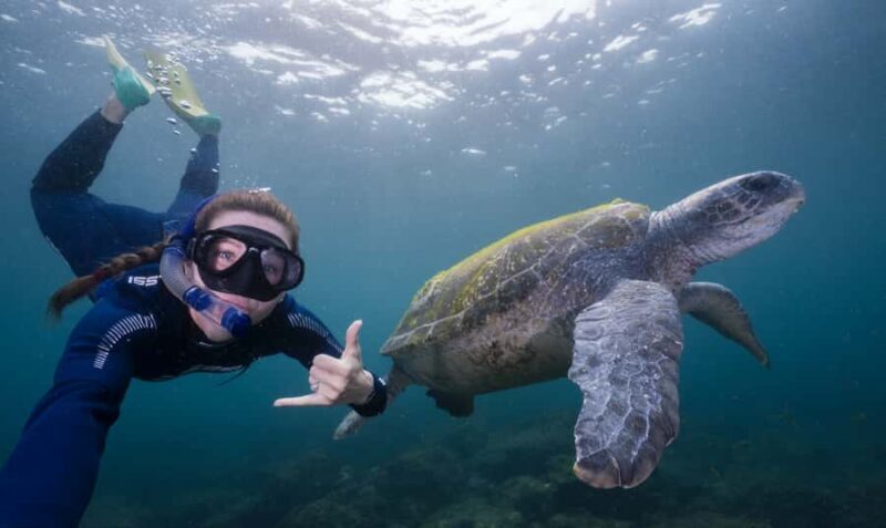 Tweed Heads: Snorkel With the Turtles - Key Points